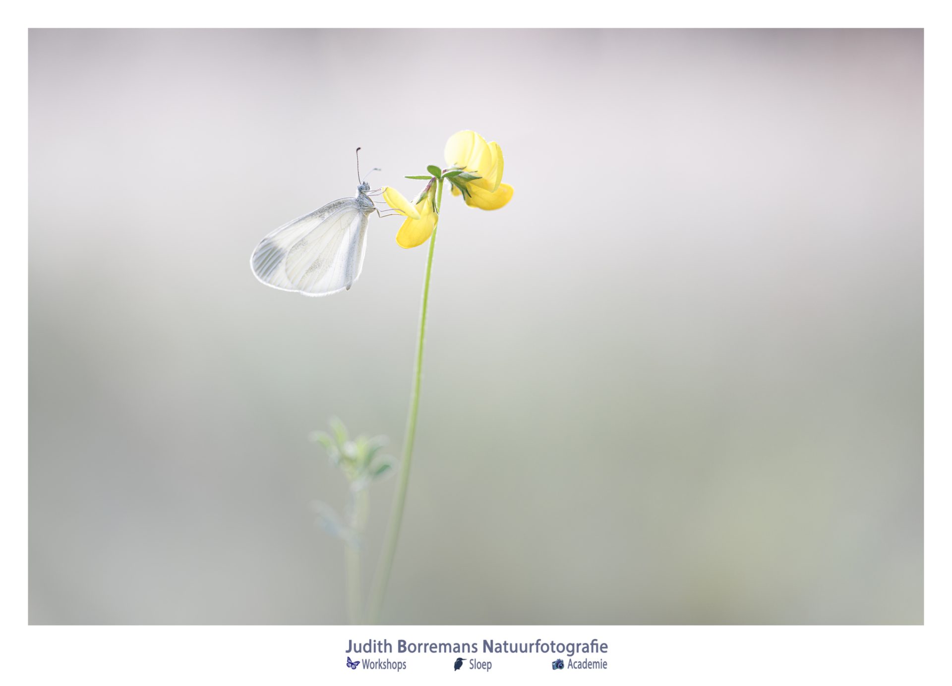 Weekend! Enjoy nature (week 14_2020) - Judith Borremans Natuurfotografie