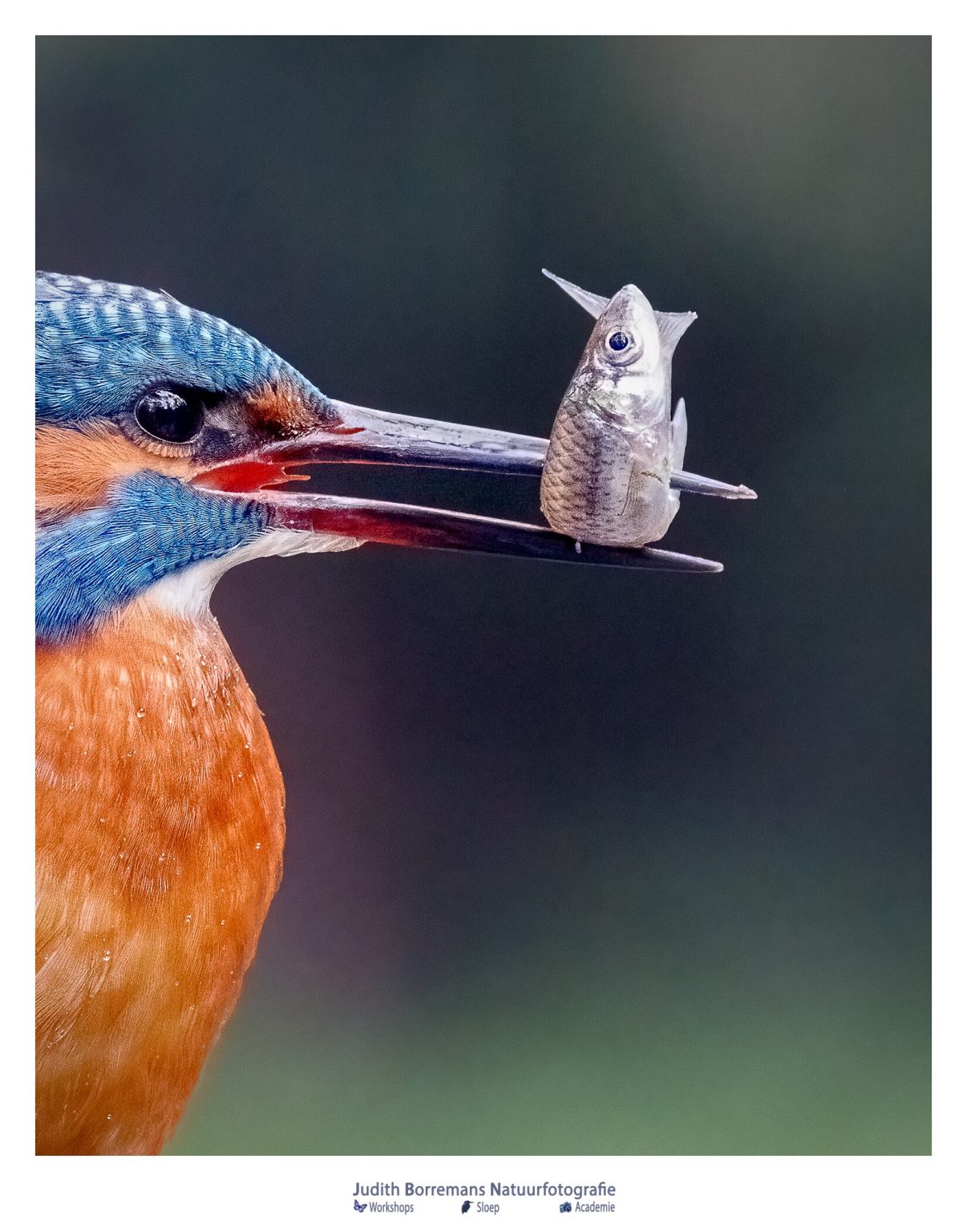 Weekend! Enjoy nature (week 20_2019) - Judith Borremans Natuurfotografie