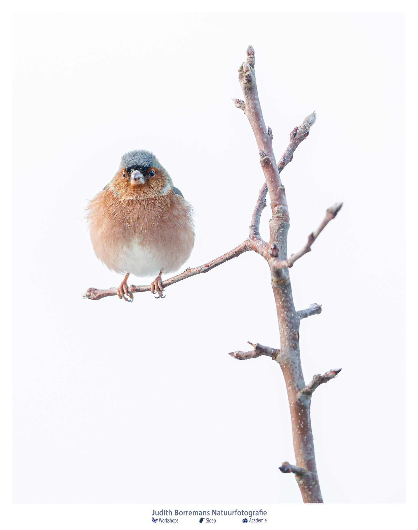 Weekend! Enjoy nature (week 20_2019) - Judith Borremans Natuurfotografie